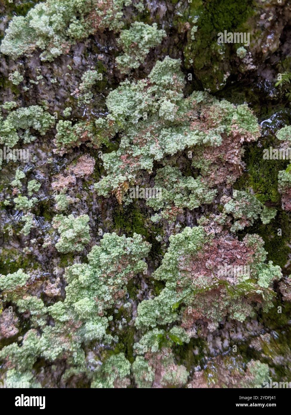 Fluffy Dust Lichen (Lepraria finkii Stock Photo - Alamy