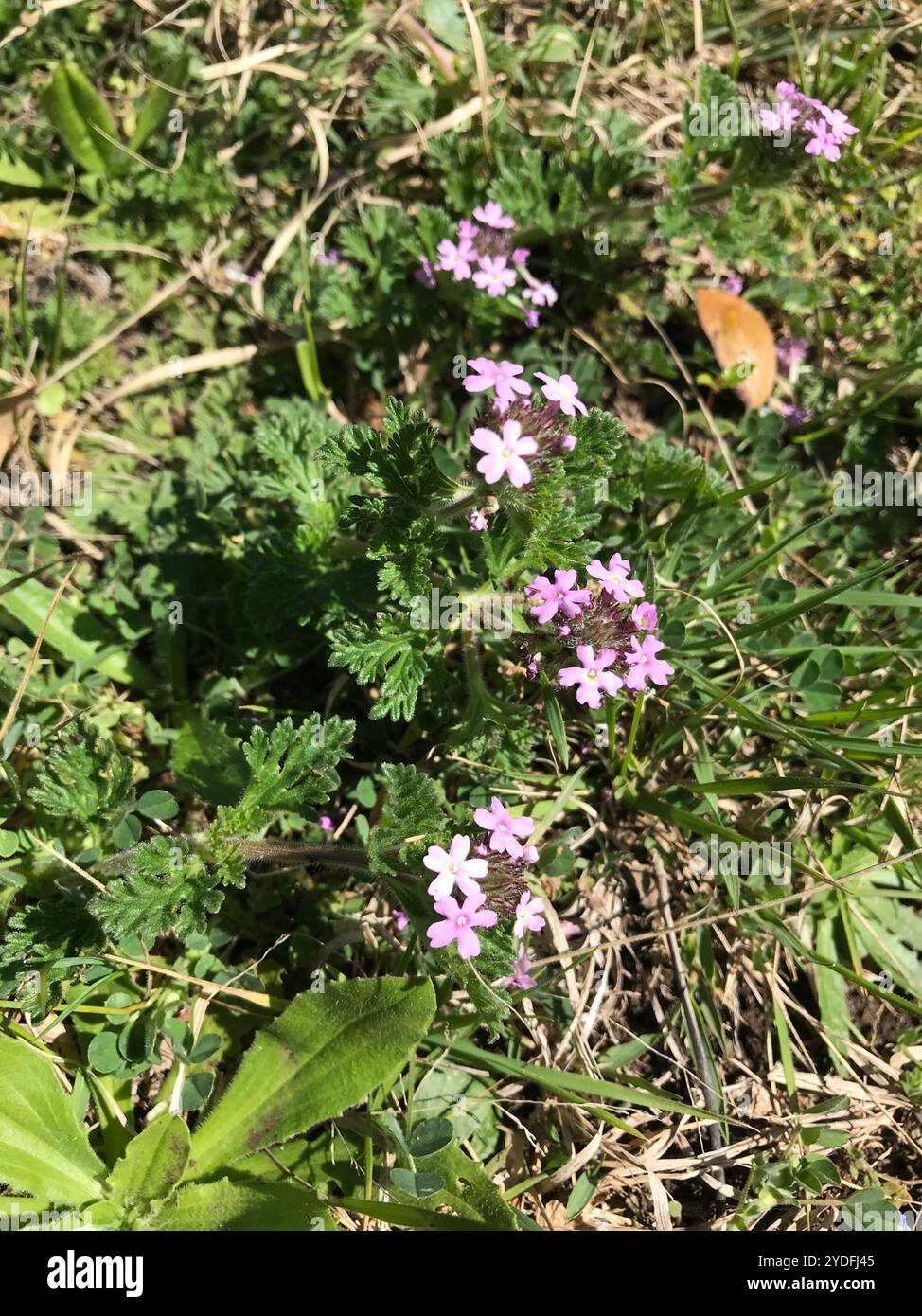Dwarf Verbena (Glandularia pumila Stock Photo - Alamy