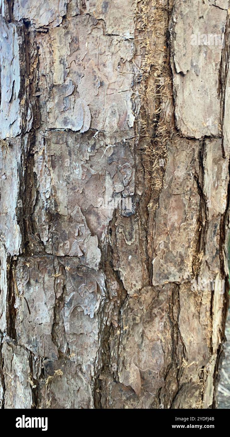 shortleaf pine (Pinus echinata Stock Photo - Alamy