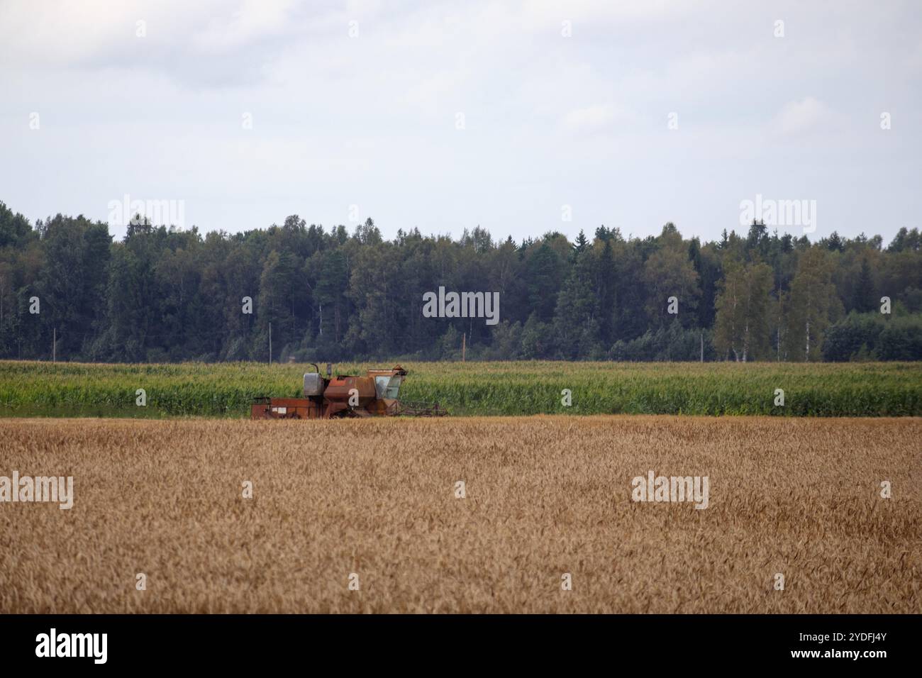 an old combine harvester is threshing grain in a cornfield Stock Photo ...