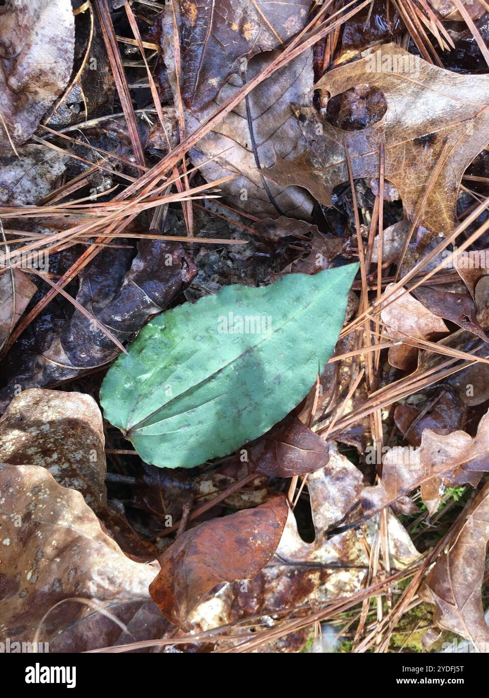 crane-fly orchid (Tipularia discolor Stock Photo - Alamy