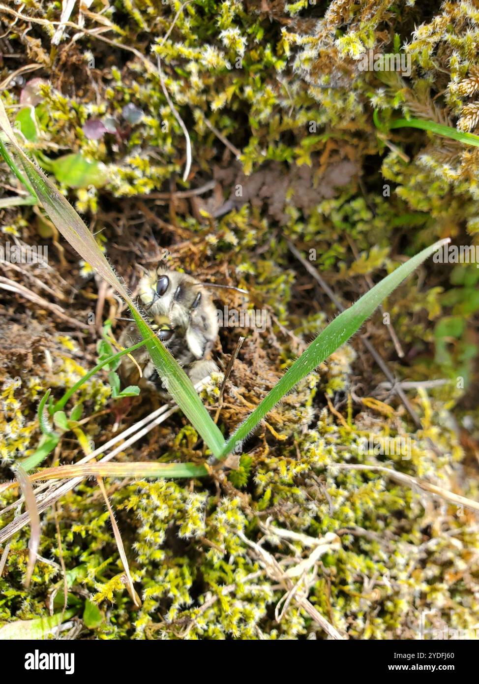 Pacific Digger Bee (Anthophora pacifica Stock Photo - Alamy