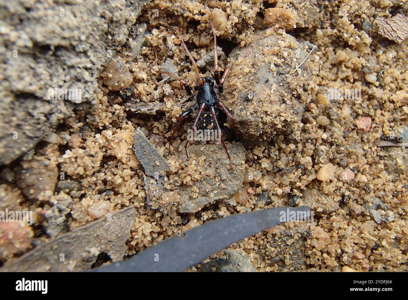 Ant-eating Spiders (Zodariidae Stock Photo - Alamy