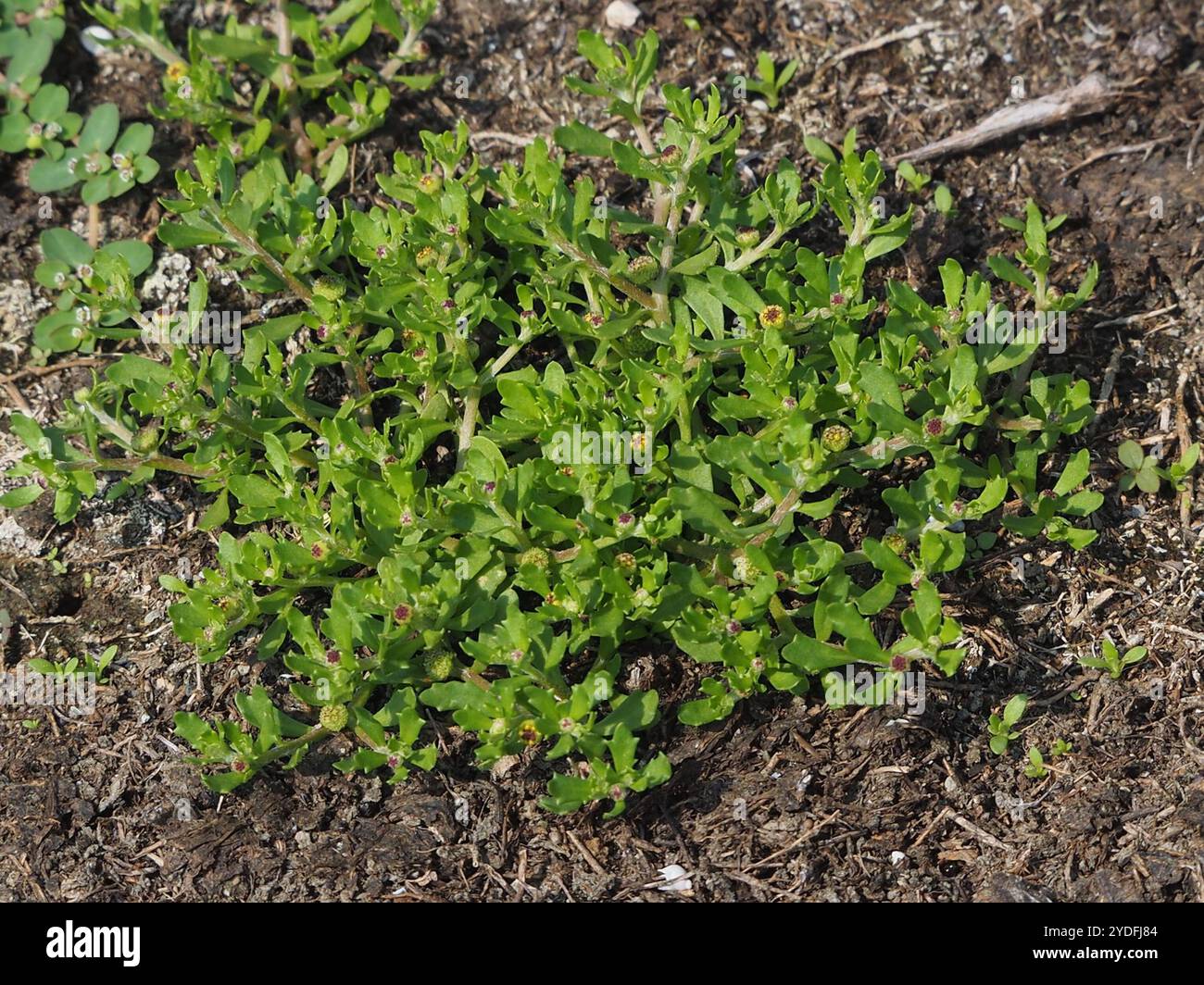 Centipeda minima hi-res stock photography and images - Alamy