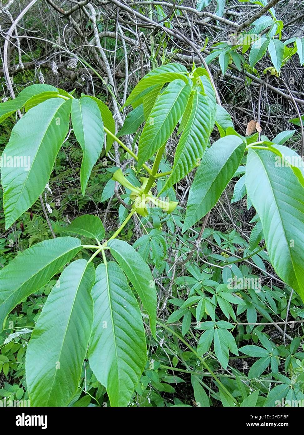 California buckeye (Aesculus californica Stock Photo - Alamy