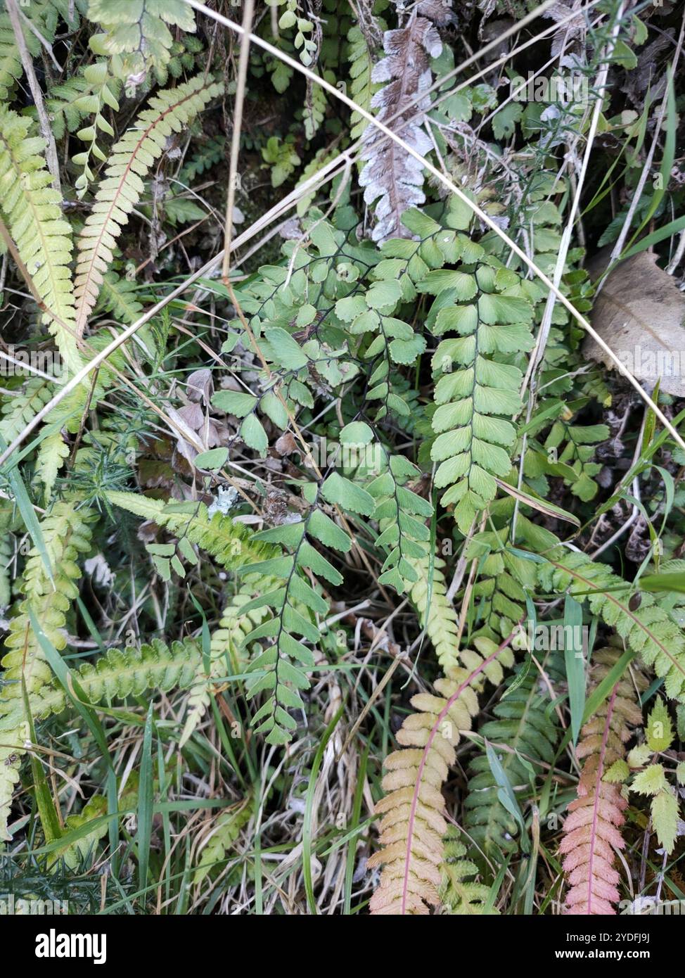 Cunningham's maidenhair (Adiantum cunninghamii Stock Photo - Alamy