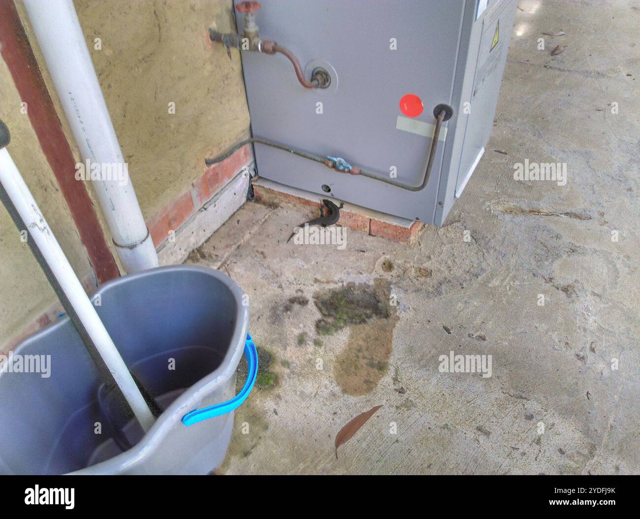 Black Rock Skink (Egernia saxatilis Stock Photo - Alamy