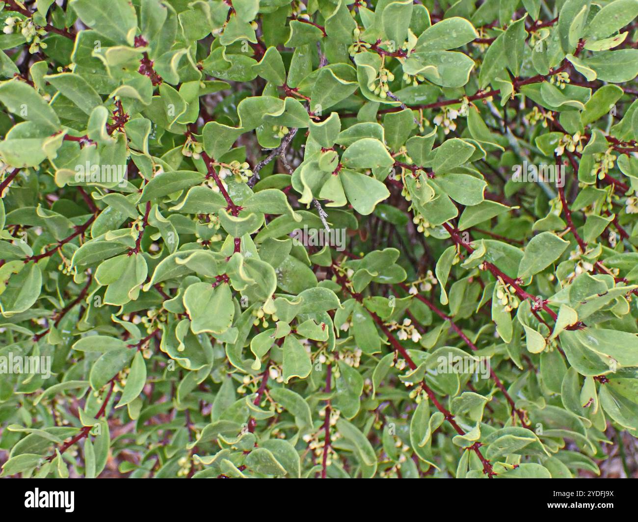 Dune Gwarrie (Euclea racemosa Stock Photo - Alamy