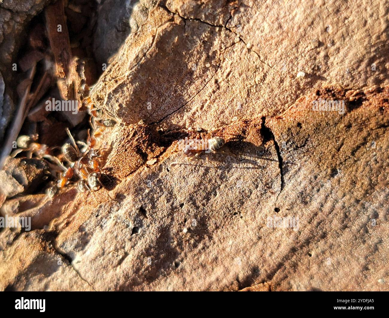 Western Velvety Tree Ant (Liometopum occidentale Stock Photo - Alamy