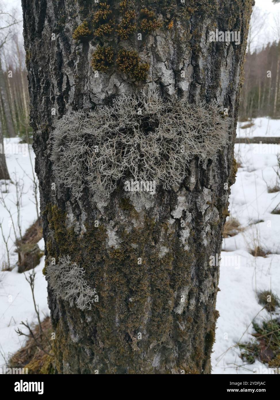 Great Ciliated Lichen (Anaptychia ciliaris Stock Photo - Alamy