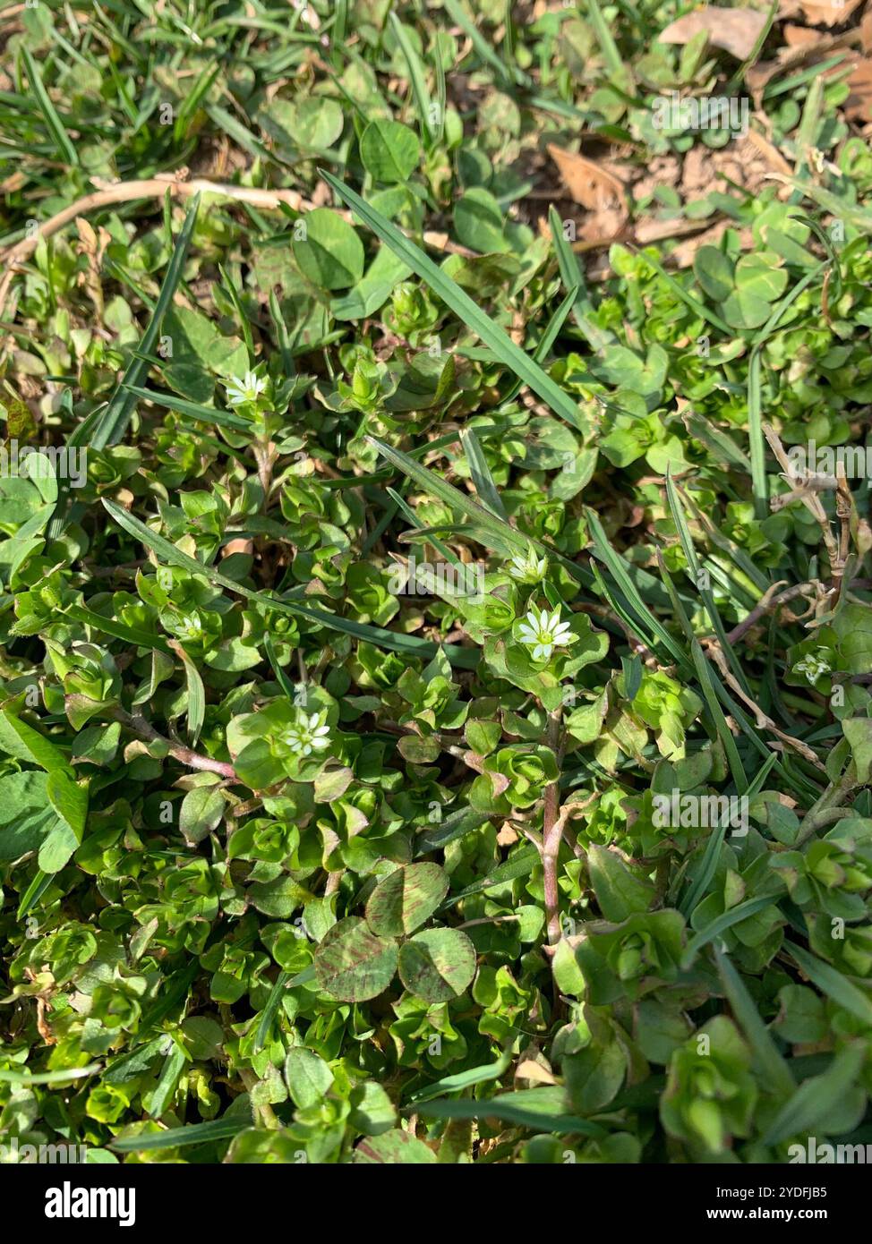 common chickweed (Stellaria media Stock Photo - Alamy