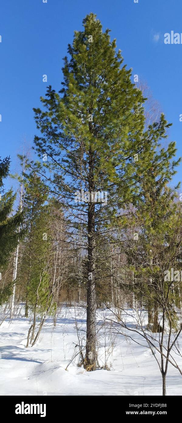 Siberian pine (Pinus sibirica Stock Photo - Alamy