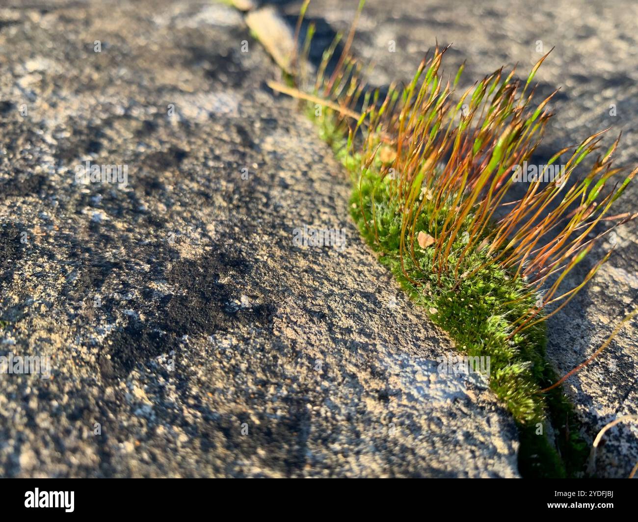 Wall Screw-moss (Tortula muralis Stock Photo - Alamy
