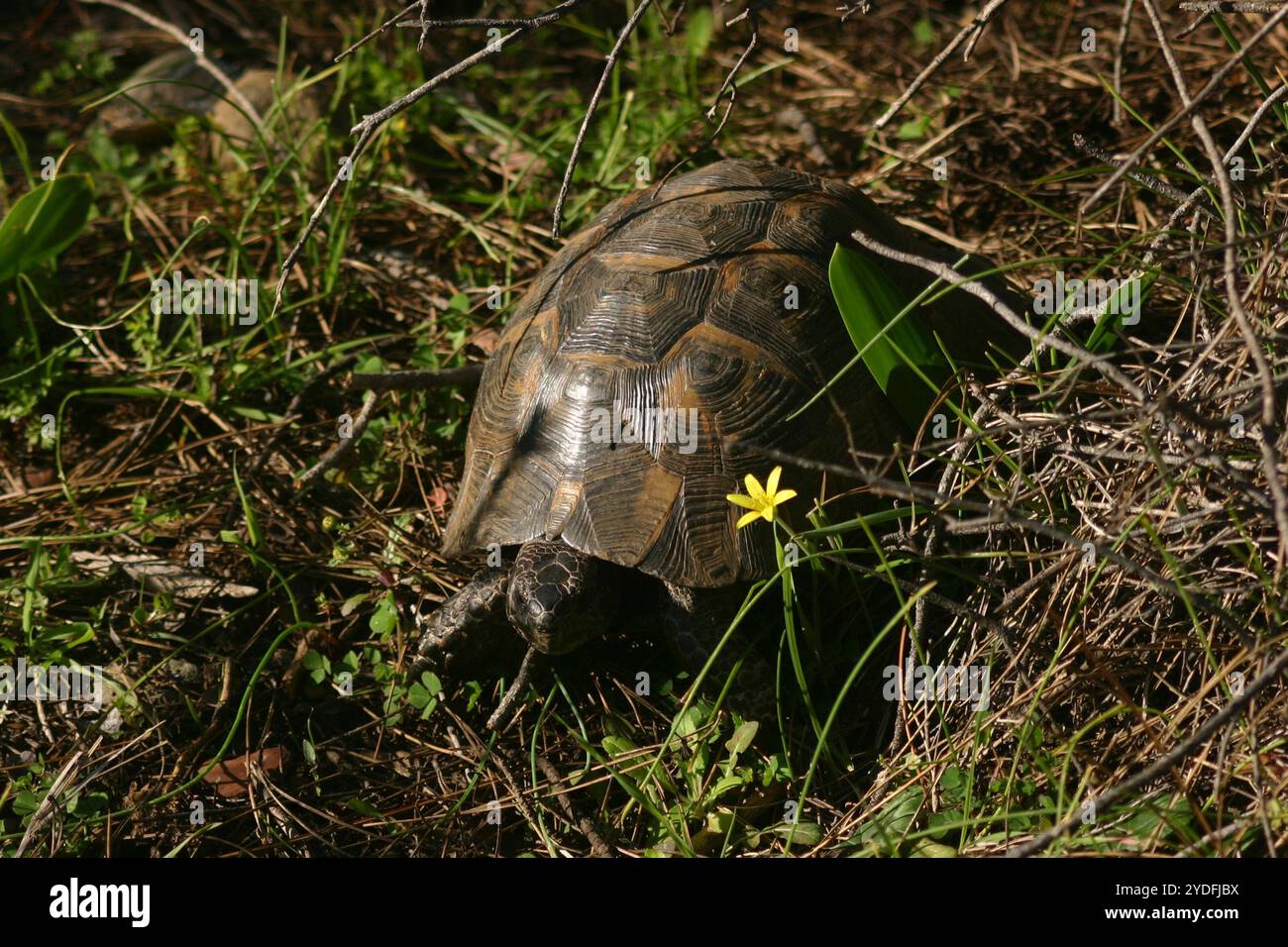 Greek Tortoise (Testudo graeca Stock Photo - Alamy