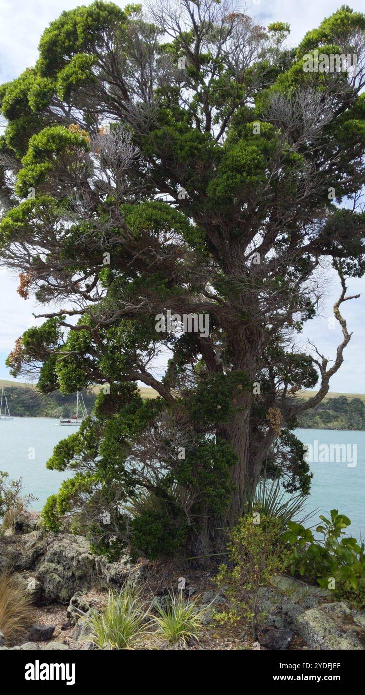 Northern rata hi-res stock photography and images - Alamy