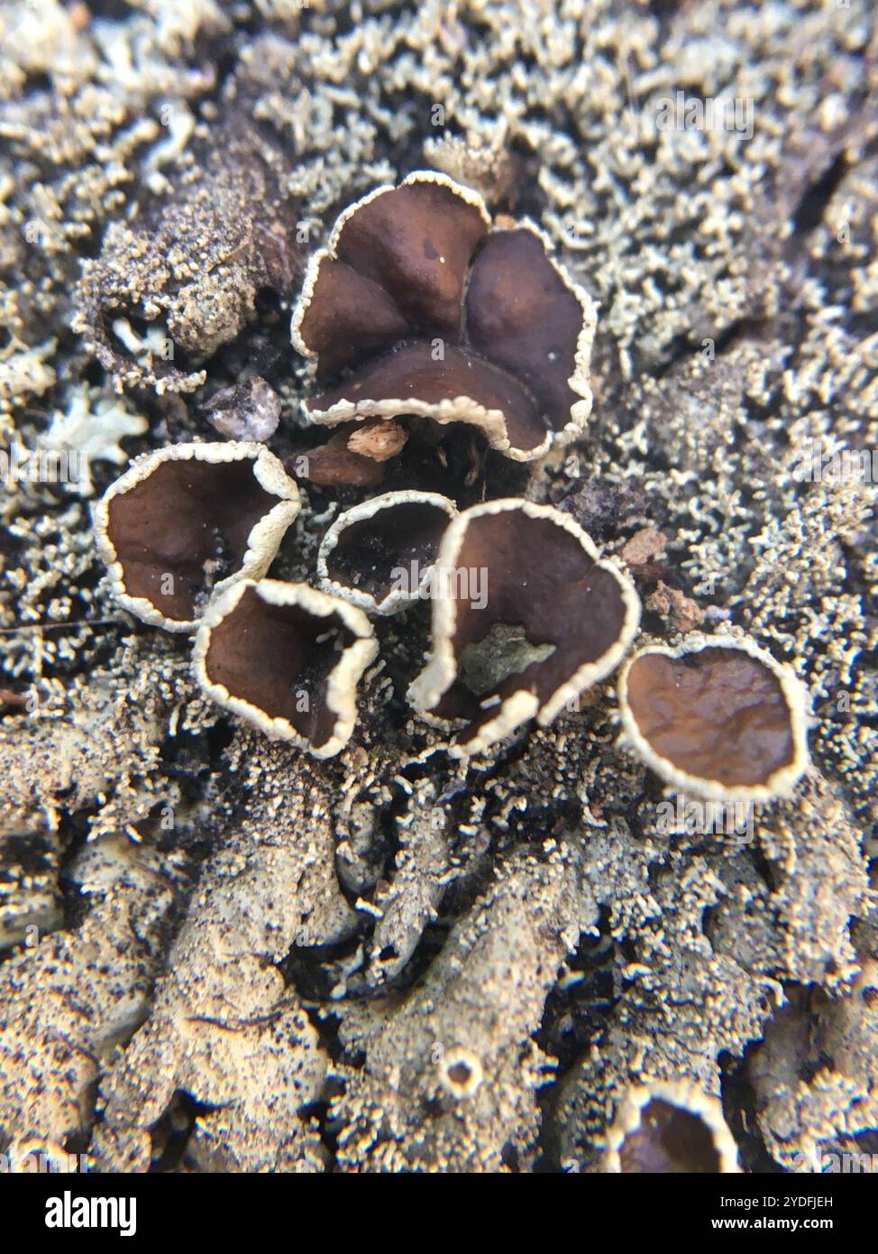 Peppered Rock-shield (Xanthoparmelia conspersa Stock Photo - Alamy