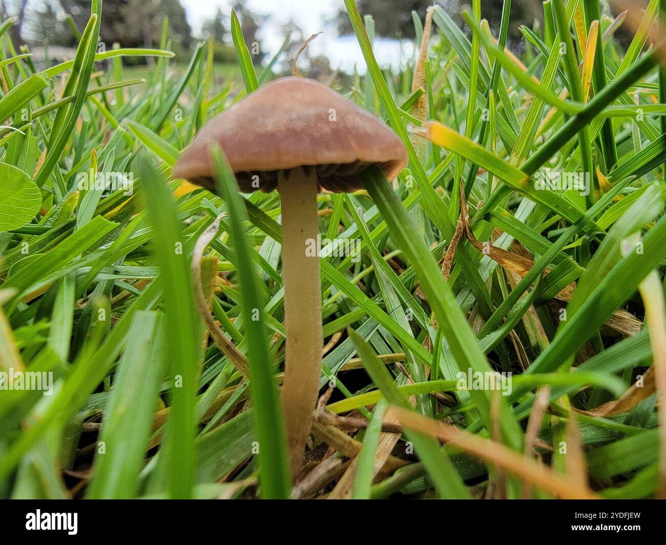 Mower's Mushroom (Panaeolus foenisecii Stock Photo - Alamy