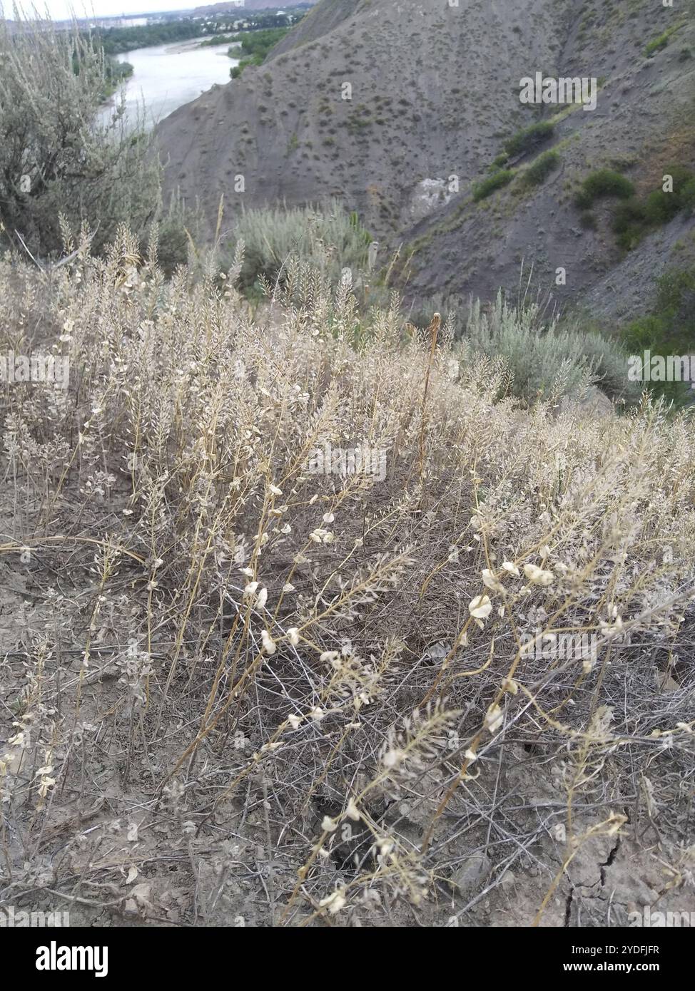clasping pepperweed (Lepidium perfoliatum Stock Photo - Alamy