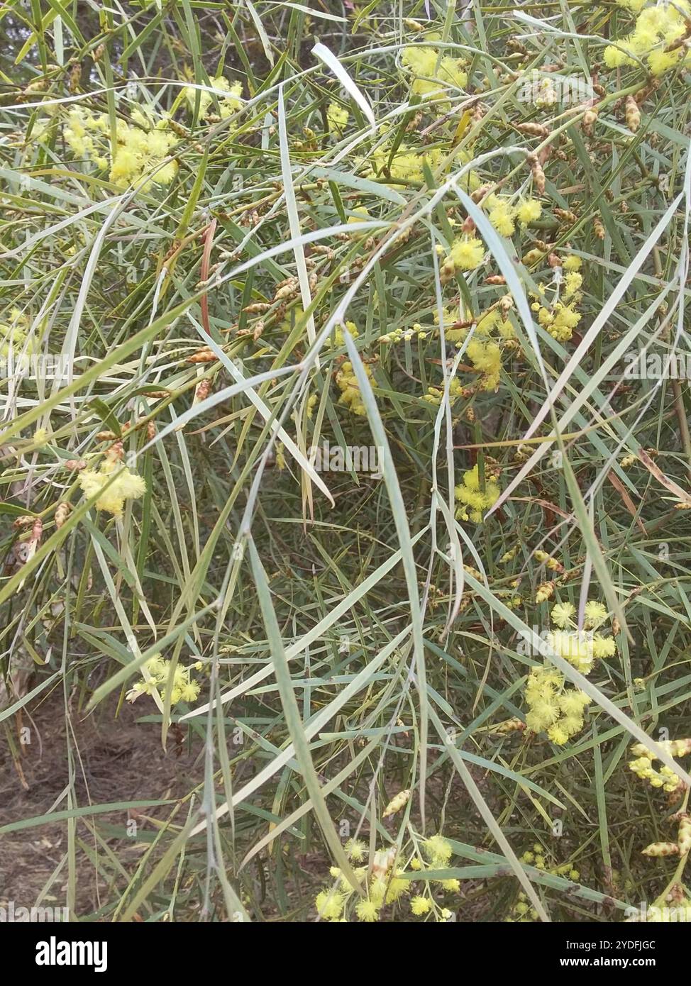 Flinders Range Wattle (Acacia iteaphylla Stock Photo - Alamy
