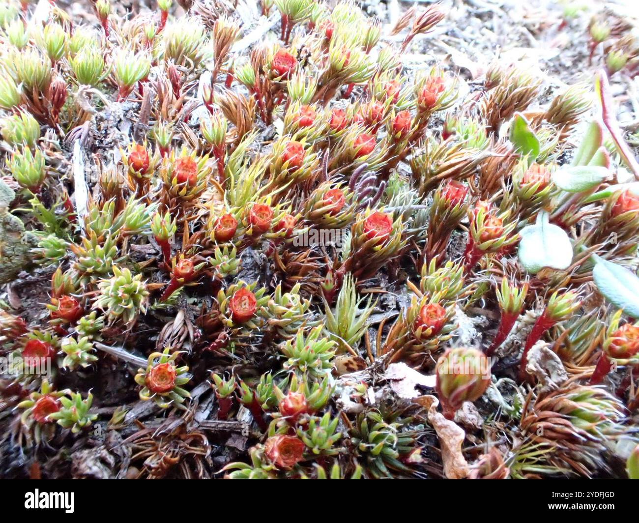 Bristly haircap moss hi-res stock photography and images - Alamy