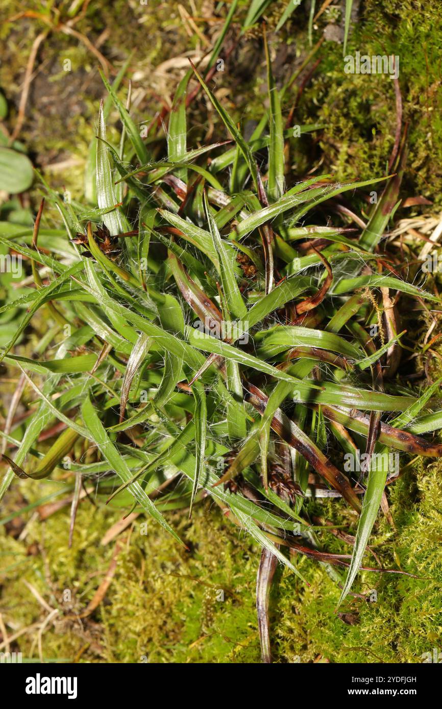 Field woodrush (Luzula campestris Stock Photo - Alamy