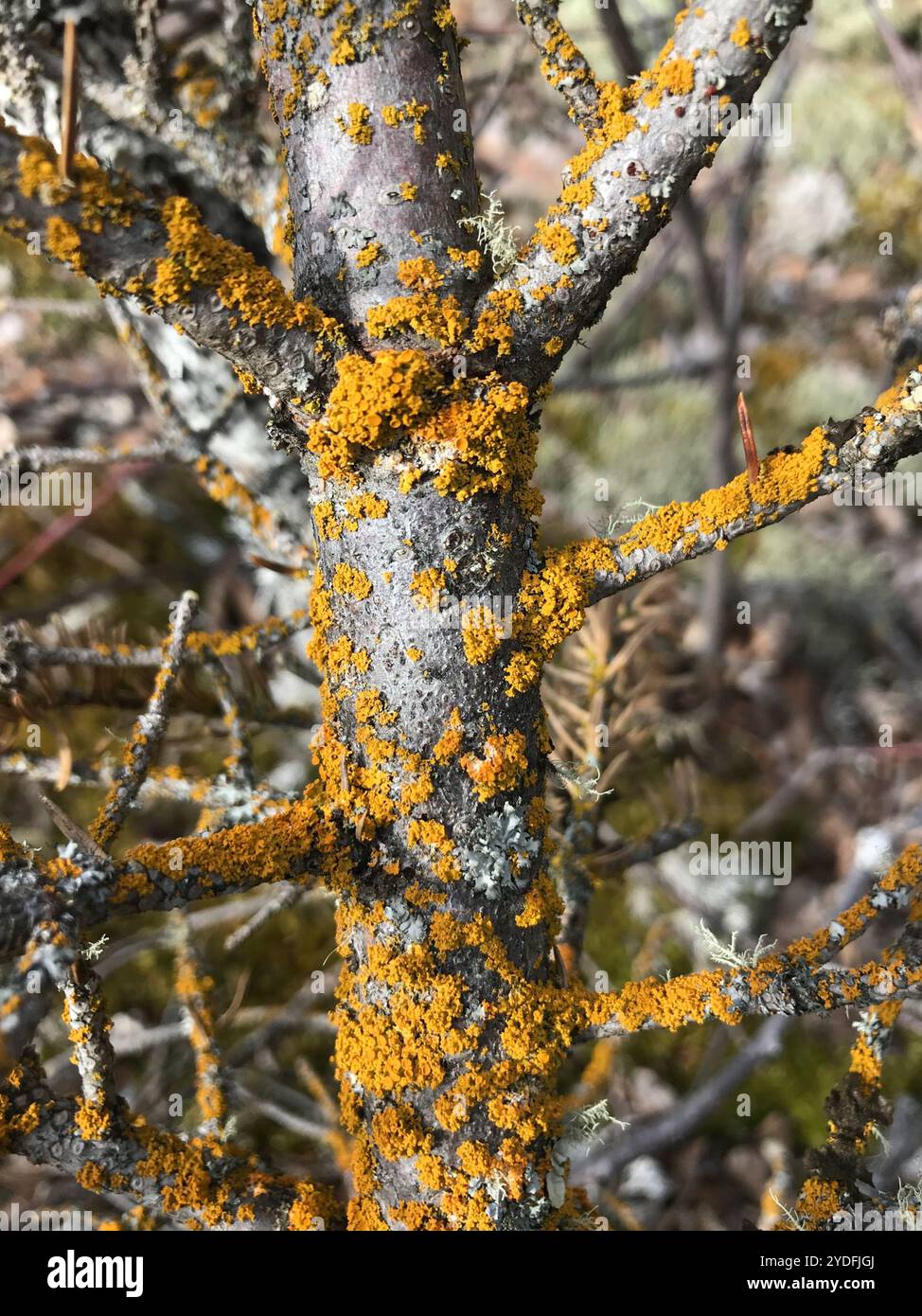 Pin-cushion Sunburst Lichen (Polycauliona polycarpa Stock Photo - Alamy