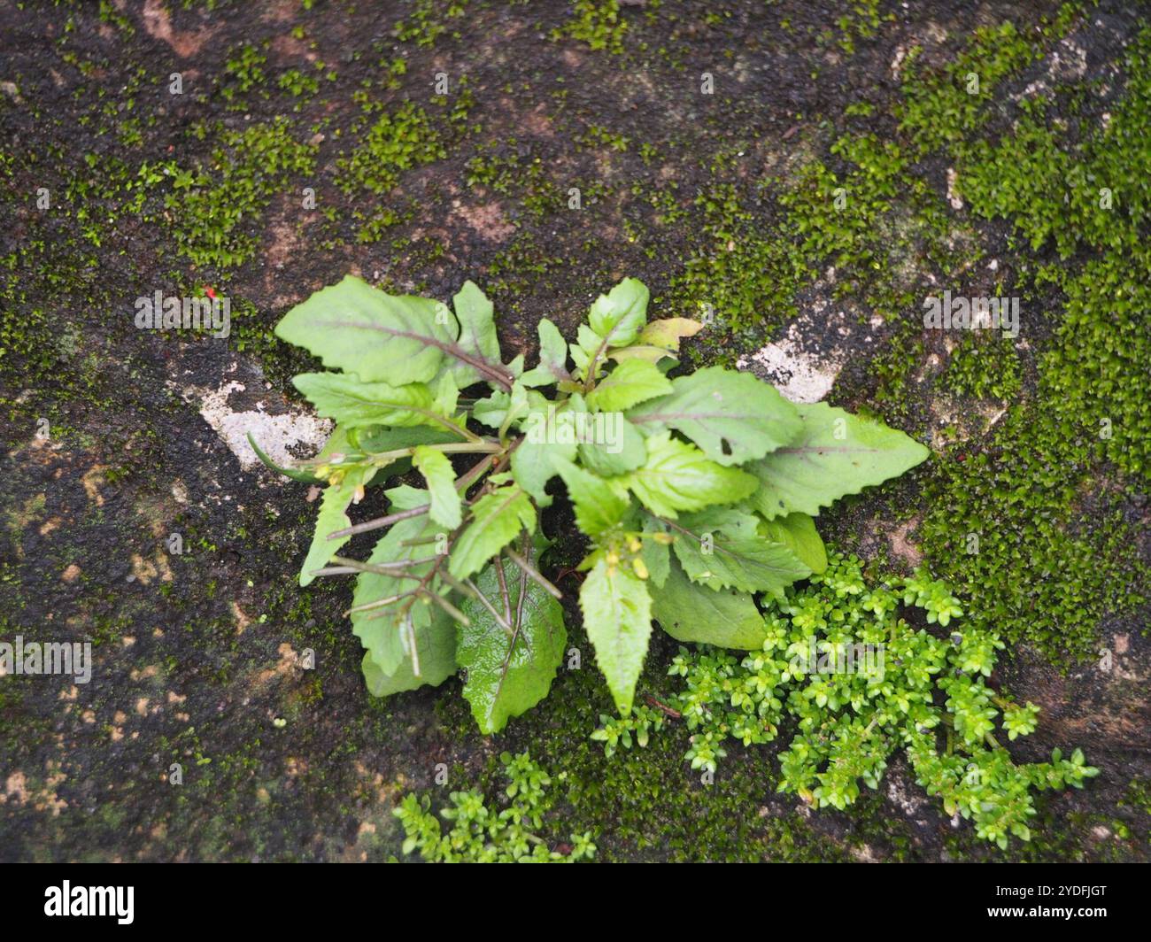 Diverse-leaf Yellowcress (Rorippa indica Stock Photo - Alamy
