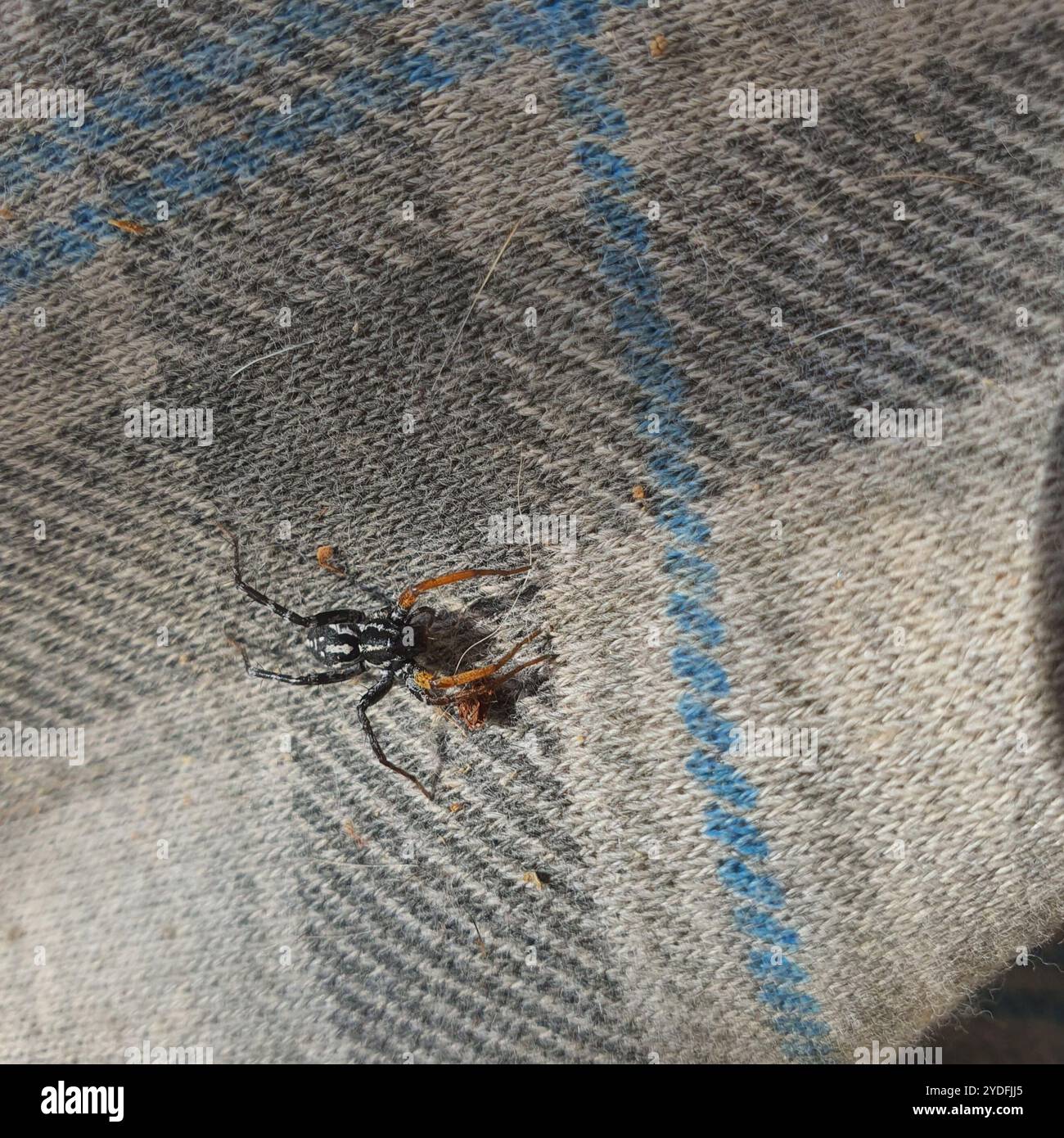 Spotted Ground Swift Spider (Nyssus coloripes Stock Photo - Alamy