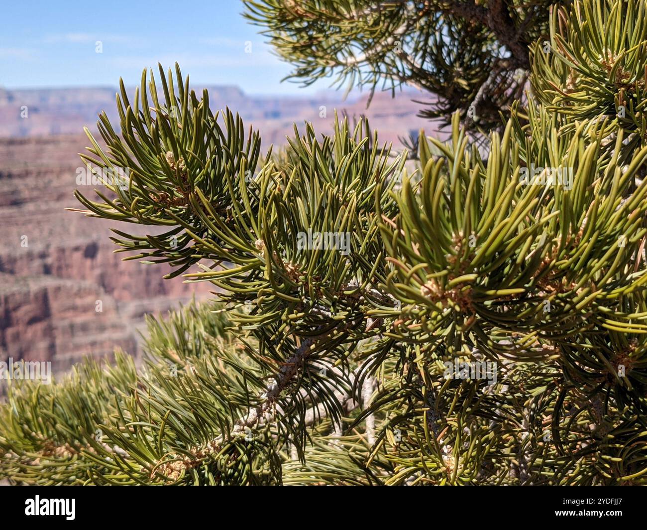 Colorado Pinyon (Pinus edulis Stock Photo - Alamy