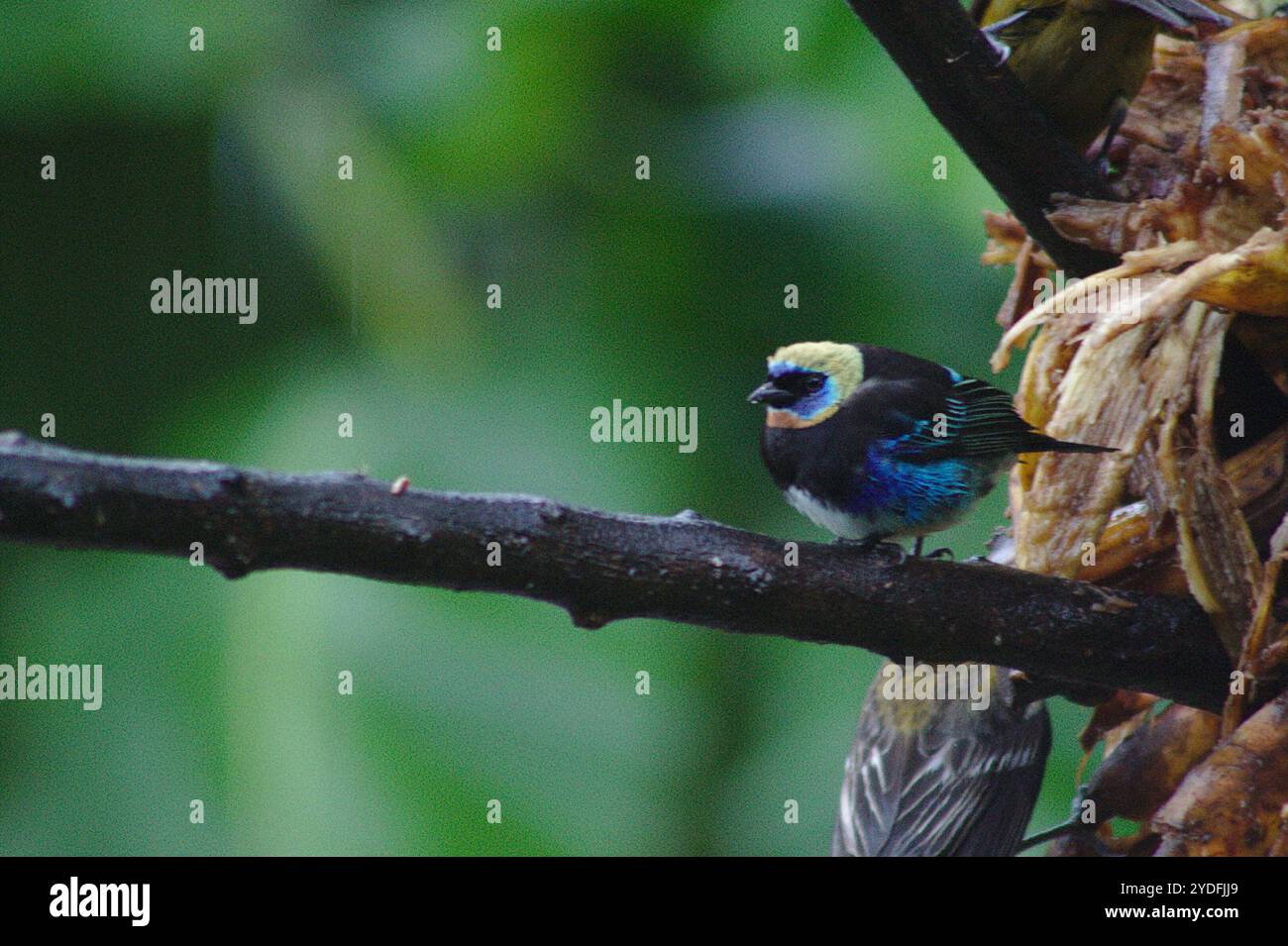 Golden-hooded Tanager (Stilpnia larvata Stock Photo - Alamy