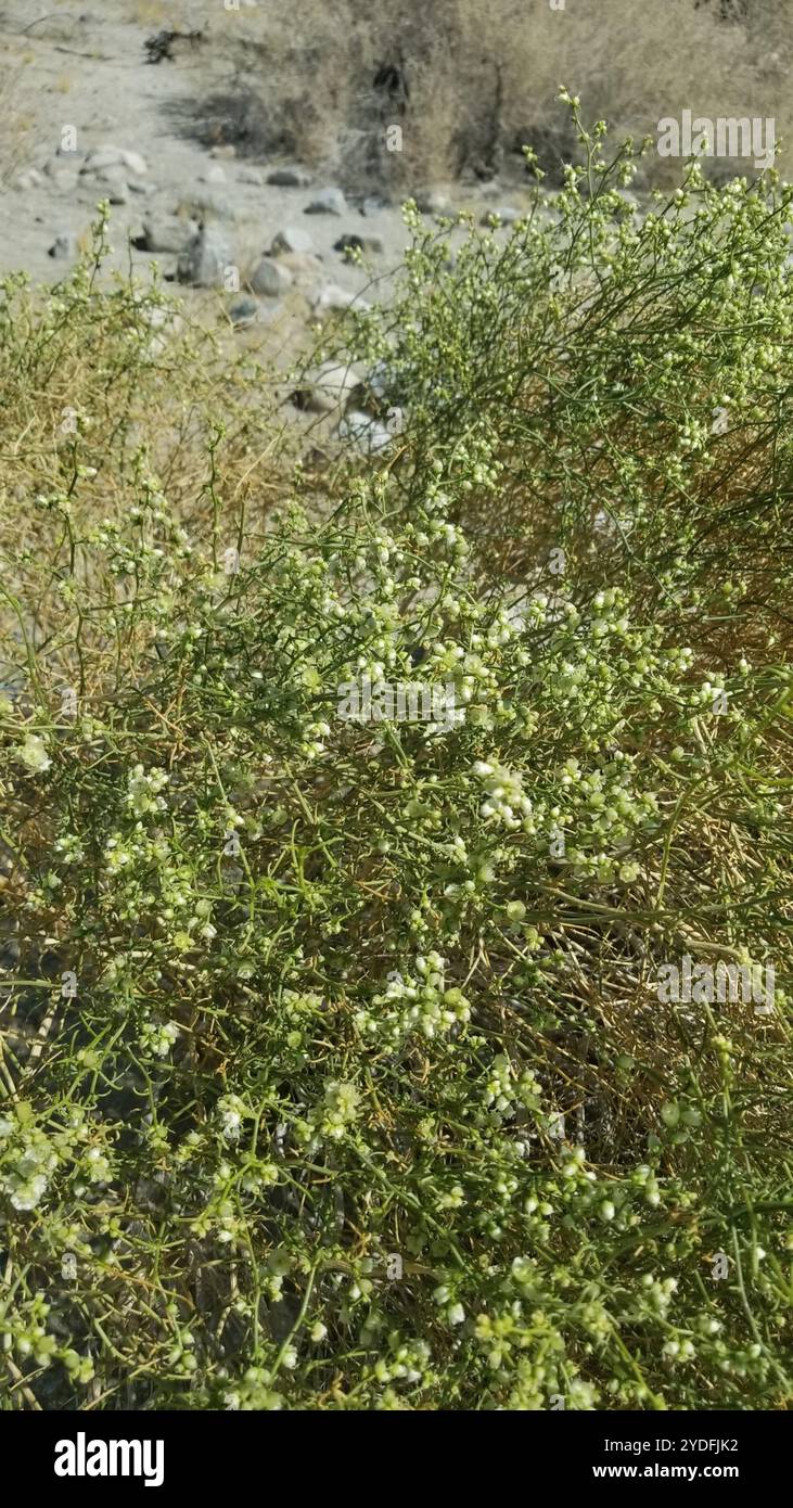 Cheesebush (Ambrosia salsola Stock Photo - Alamy