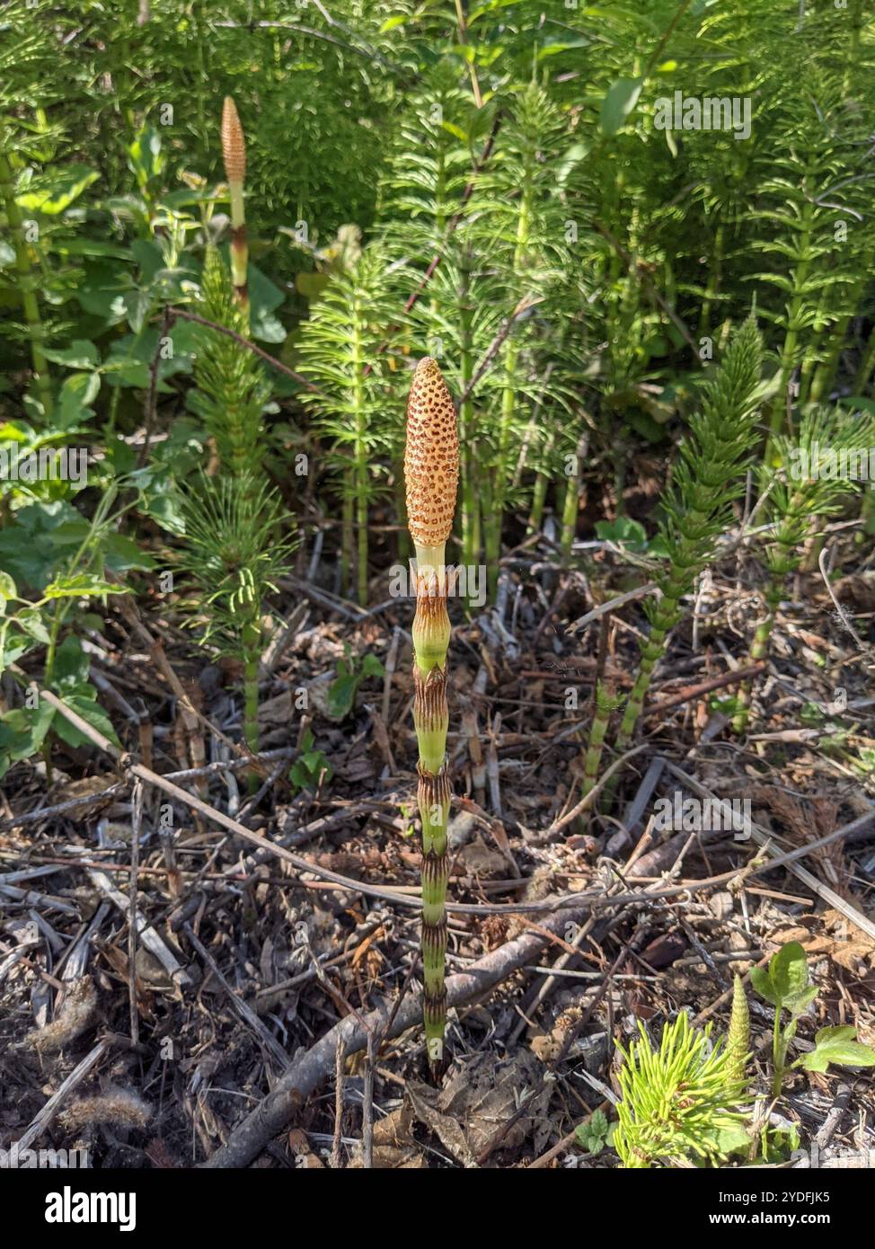 great horsetail (Equisetum telmateia Stock Photo - Alamy