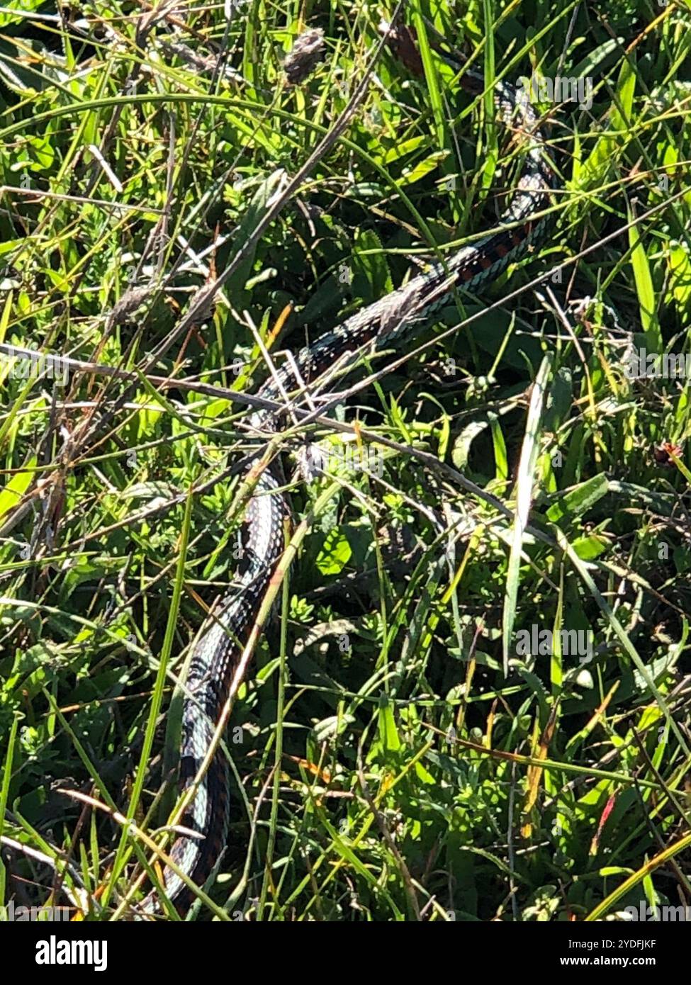 California Red-sided Garter Snake (Thamnophis sirtalis infernalis Stock ...