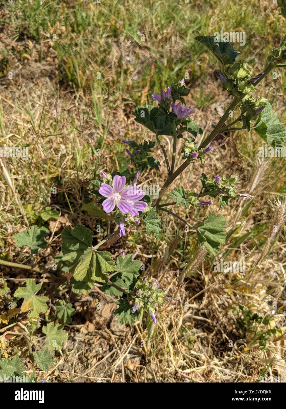 Cretan mallow (Malva multiflora Stock Photo - Alamy