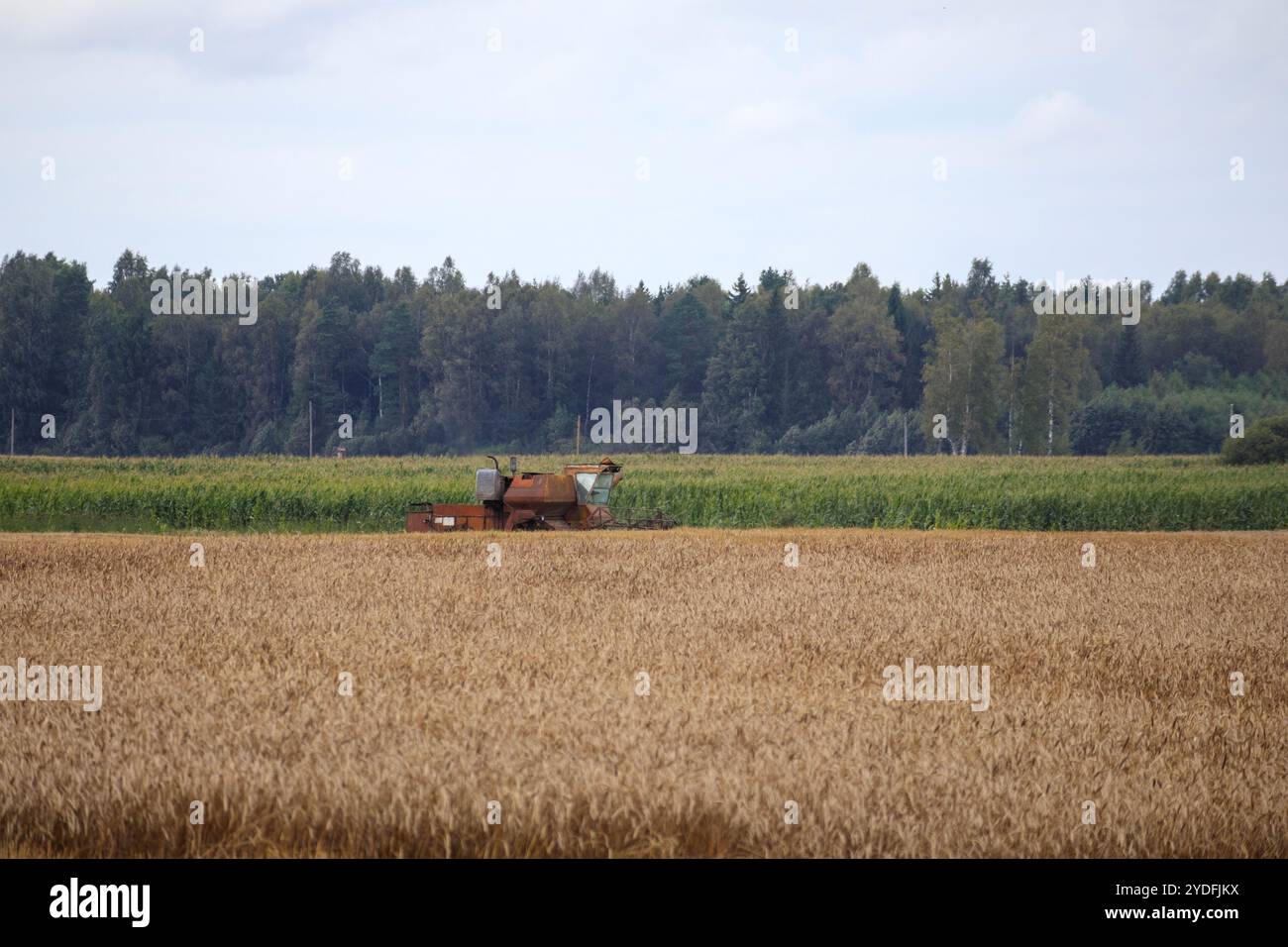 an old combine harvester is threshing grain in a cornfield Stock Photo ...