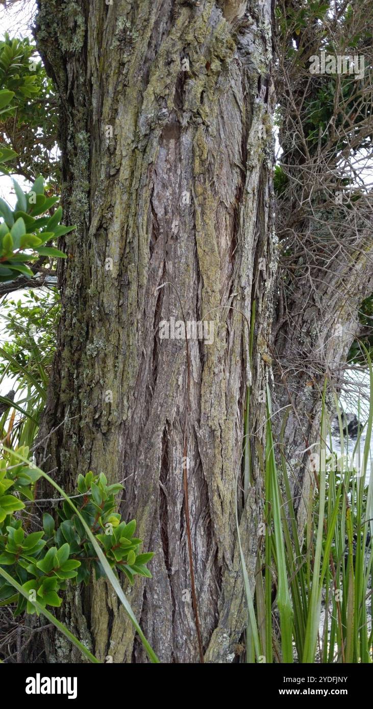 Northern rata hi-res stock photography and images - Alamy