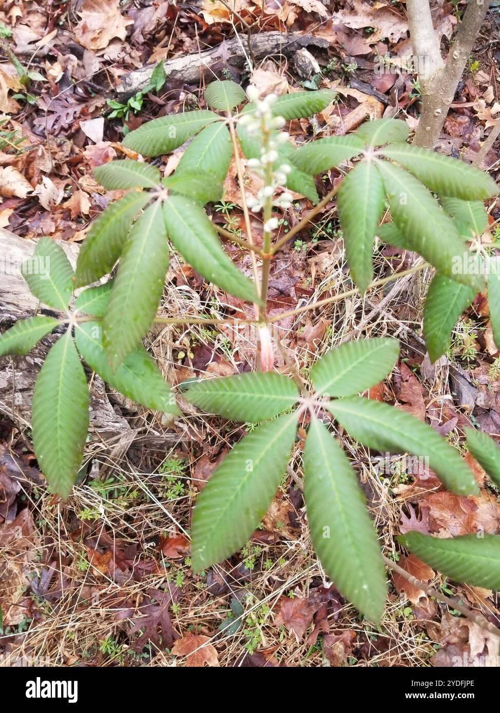 painted buckeye (Aesculus sylvatica Stock Photo - Alamy