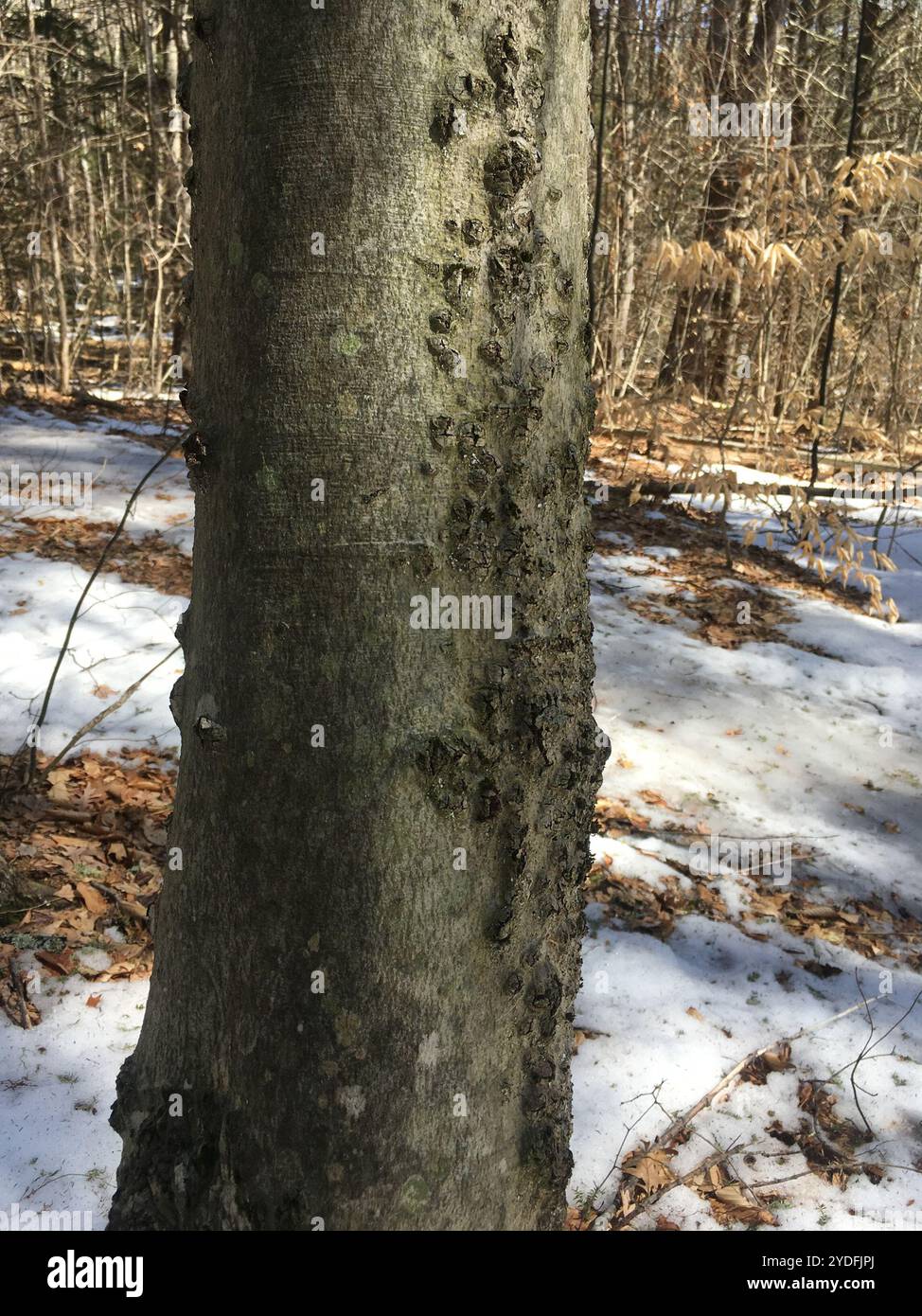 Beech Scale (Cryptococcus fagisuga Stock Photo - Alamy