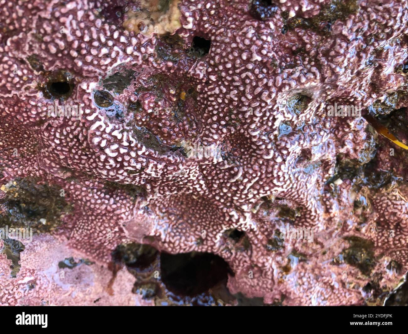 Crustose coralline algae (Lithothamnion Stock Photo - Alamy