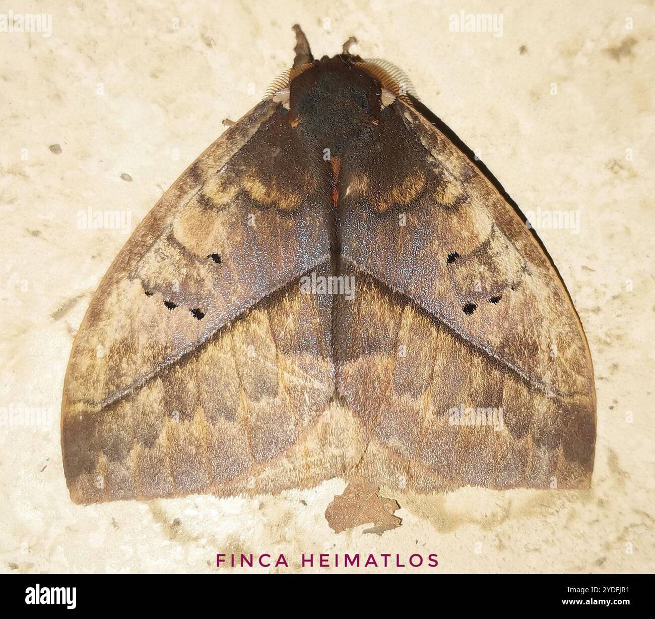 Emperor and Giant Silk Moths (Saturniidae Stock Photo - Alamy