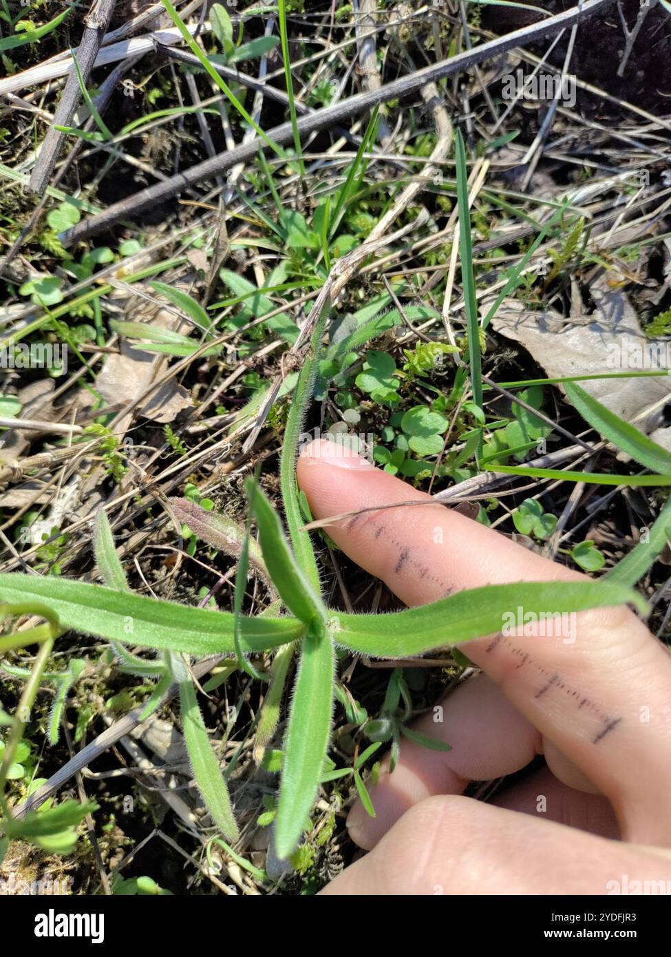 Common Madia (Madia elegans Stock Photo - Alamy
