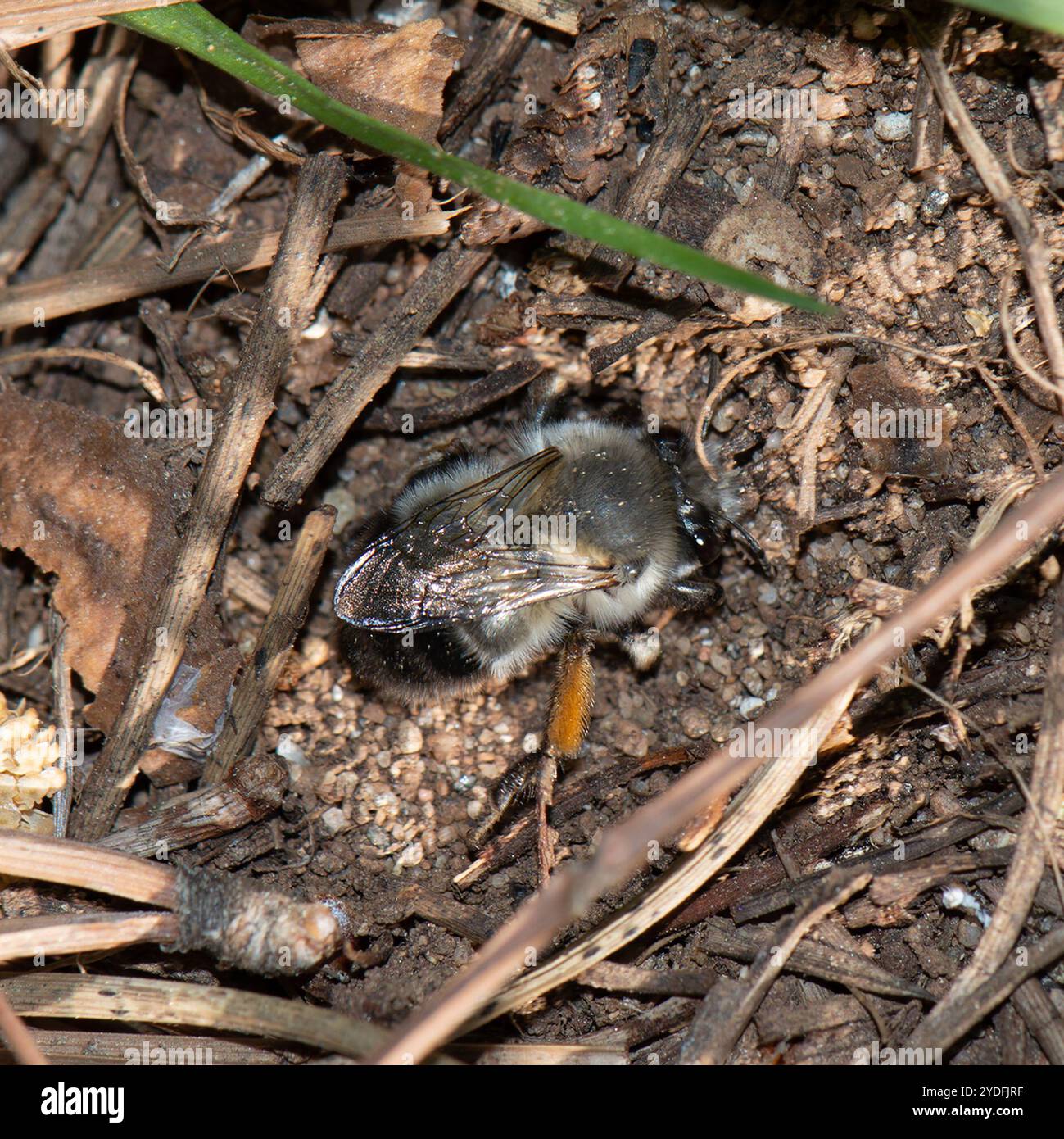 Common Digger Bees (Anthophora Stock Photo - Alamy