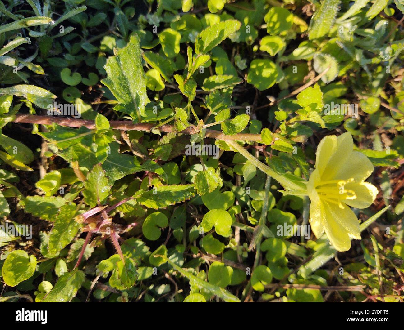 cutleaf evening primrose (Oenothera laciniata Stock Photo - Alamy