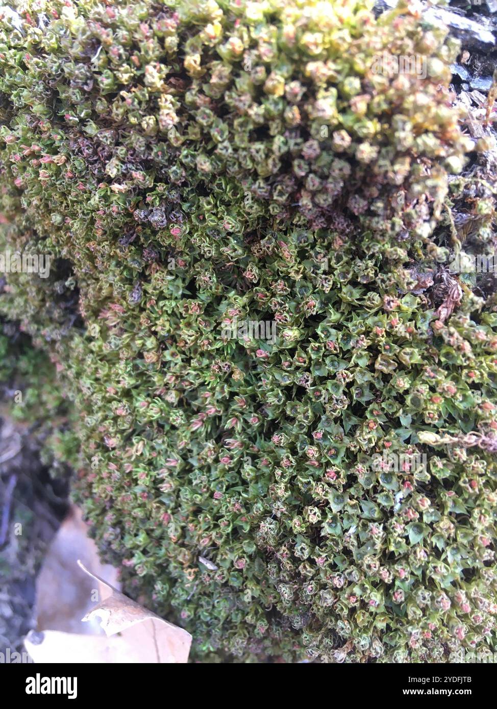 lesser smoothcap (Atrichum angustatum Stock Photo - Alamy