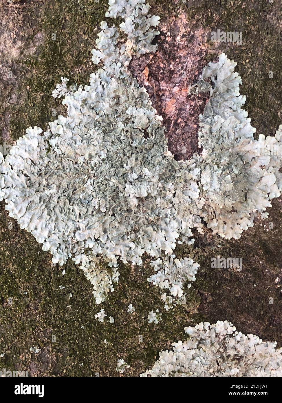 Speckled Shield Lichens (Punctelia Stock Photo - Alamy