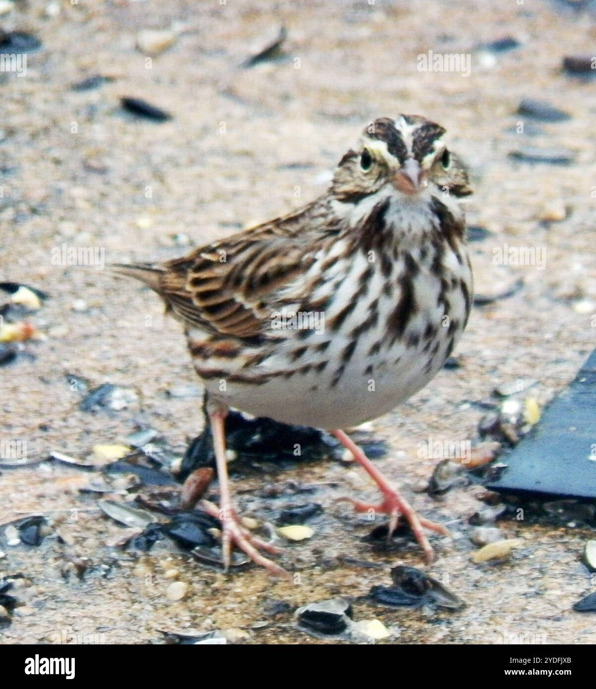 Savannah Sparrow (Passerculus sandwichensis Stock Photo - Alamy
