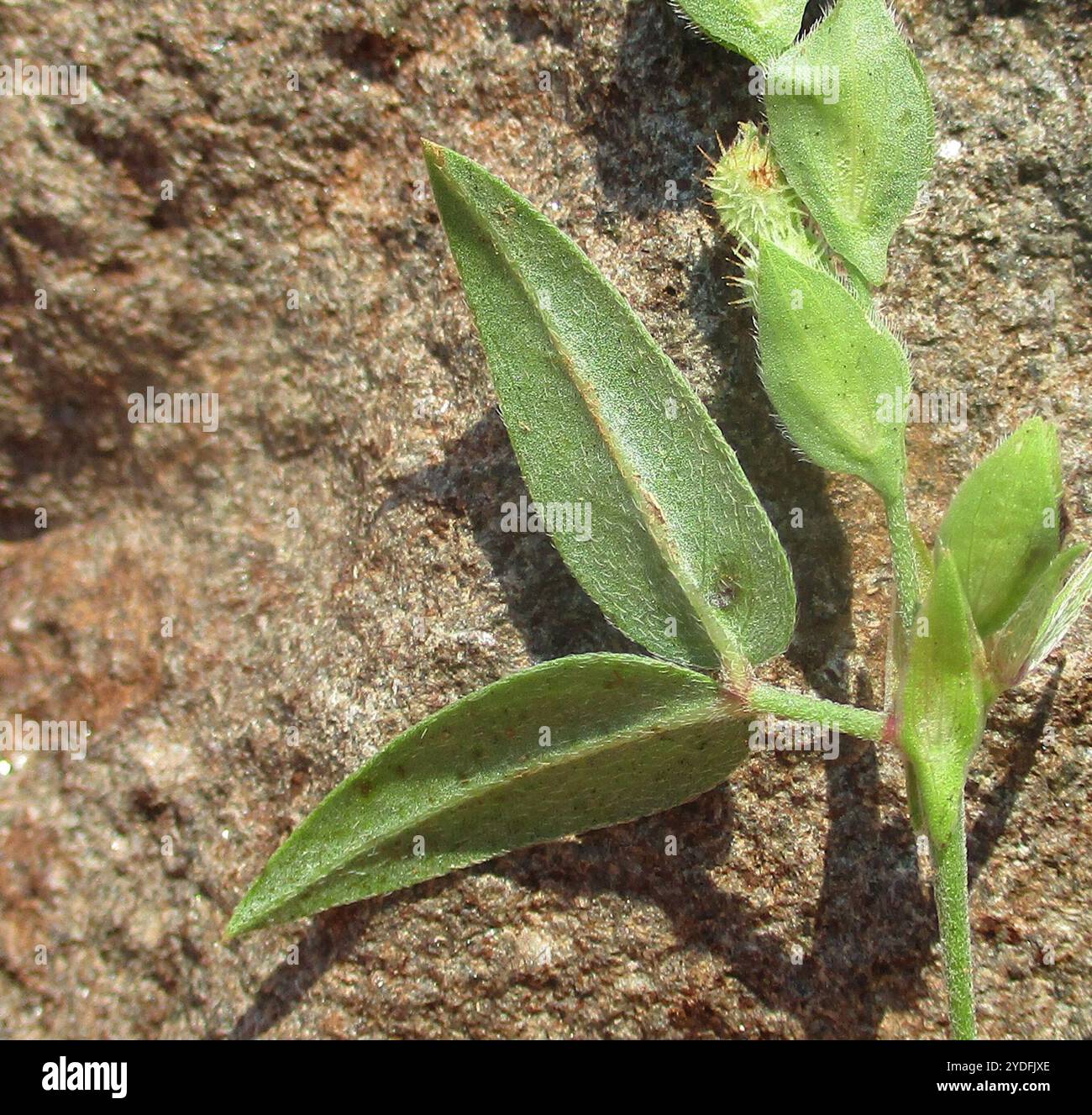 Caterpillar Beans (Zornia Stock Photo - Alamy