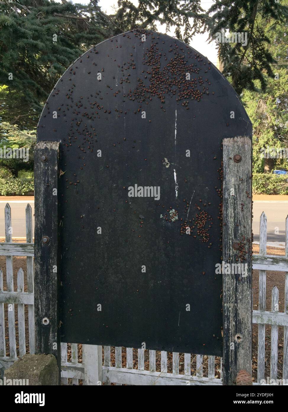 Dindymus versicolor hi-res stock photography and images - Alamy