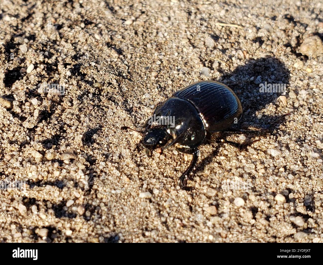 Minotaur Beetle (Typhaeus typhoeus Stock Photo - Alamy