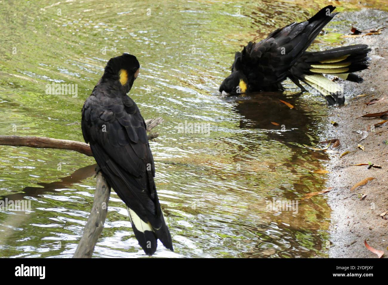Yellow-tailed Black Cockatoo (Zanda funerea Stock Photo - Alamy